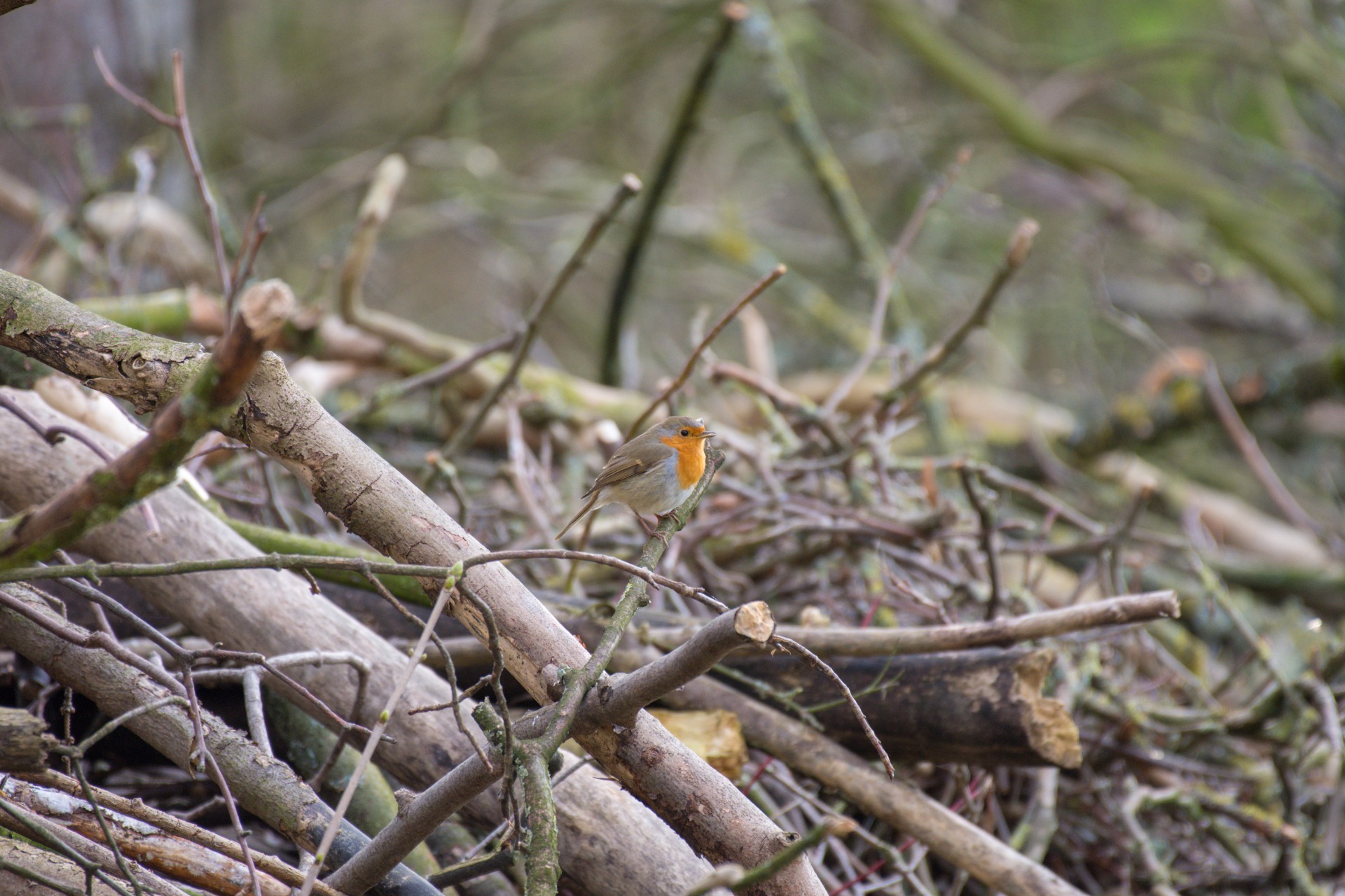 Gemeenschappen :: scheut.be